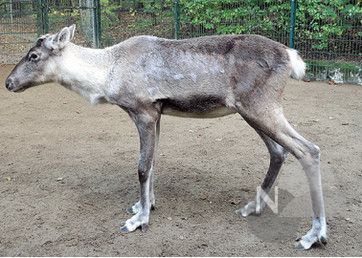 Rudolph, the Red-Nosed Reindeer | Taunus-Nachrichten