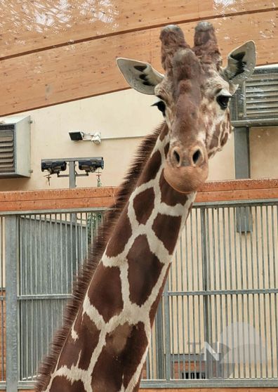 „Timon“ soll im Zoo für Nachwuchs sorgen | Taunus-Nachrichten