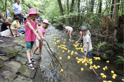 Starkes Entenrennen am Bach | Taunus-Nachrichten