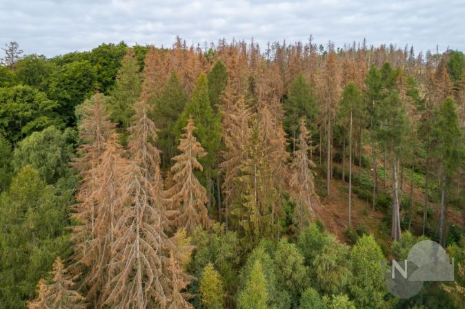 Hessen-Forst stellt sein Konzept für den klimarobusten Wald vor ...